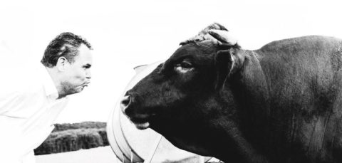 Kocht mit: Vegetarisches Gericht - Polenta / Pfifferlinge ...